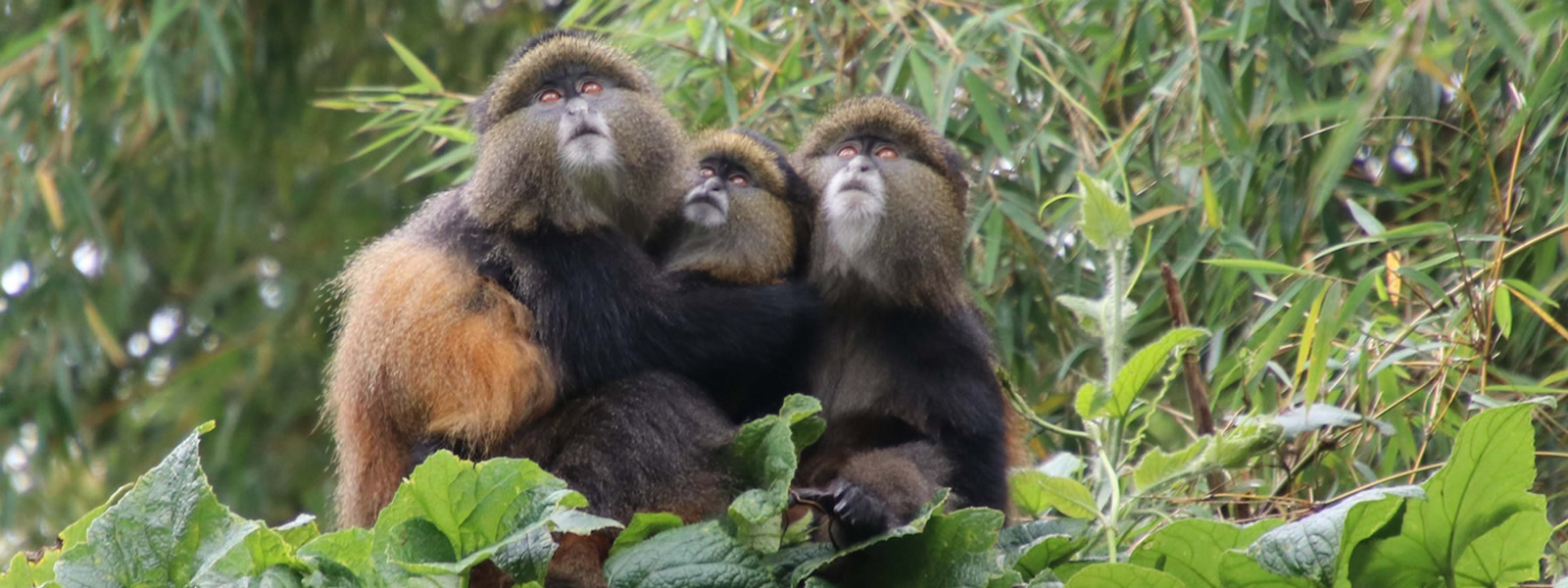 5 Days Best Rwanda Primates Safari, Gorilla & Chimpanzee Trekking