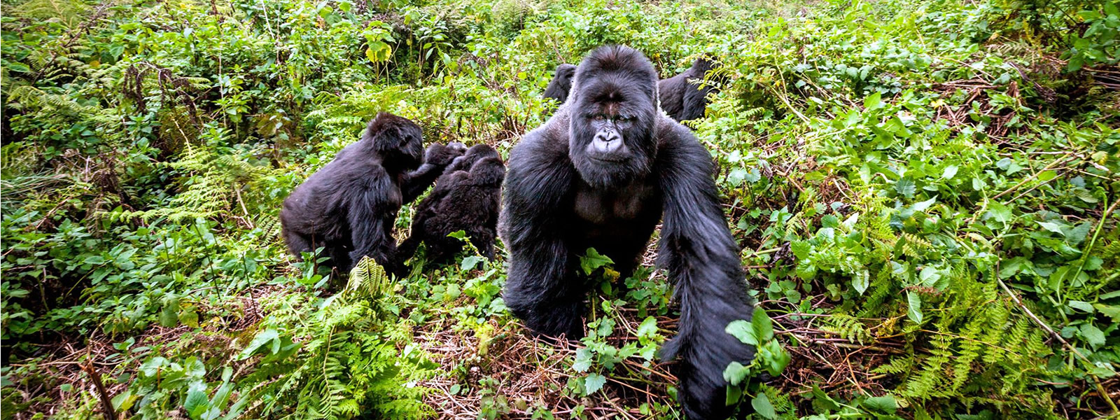 9 Days Primate Safari and Genocide Trail- Primate Tour Rwanda