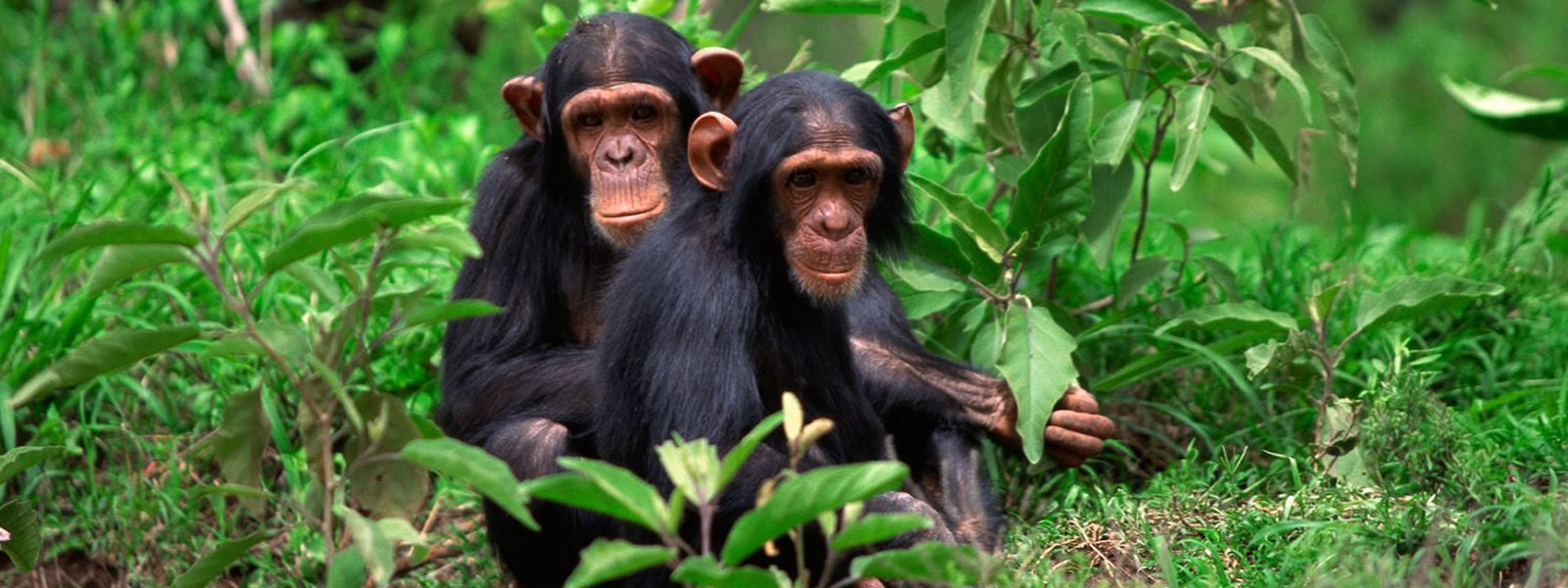 3 Days Rwanda Chimpanzee Trek In Nyungwe- Nyungwe Forest Park