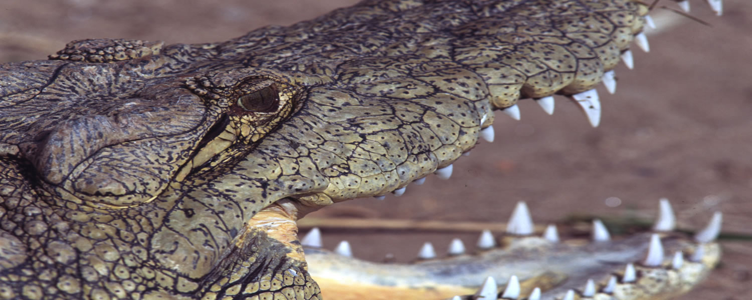 Buwama Crocodile Farm, Mpanga Forest Tour- Africa Adventure Vacation