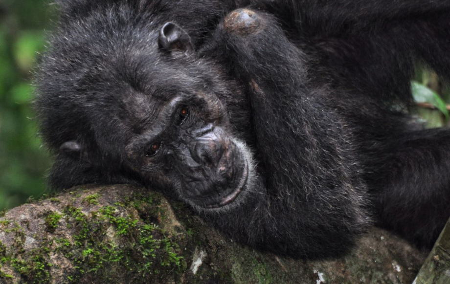 3 Days Chimpanzee Trekking Rwanda- Nyungwe Canopy Walk Safari