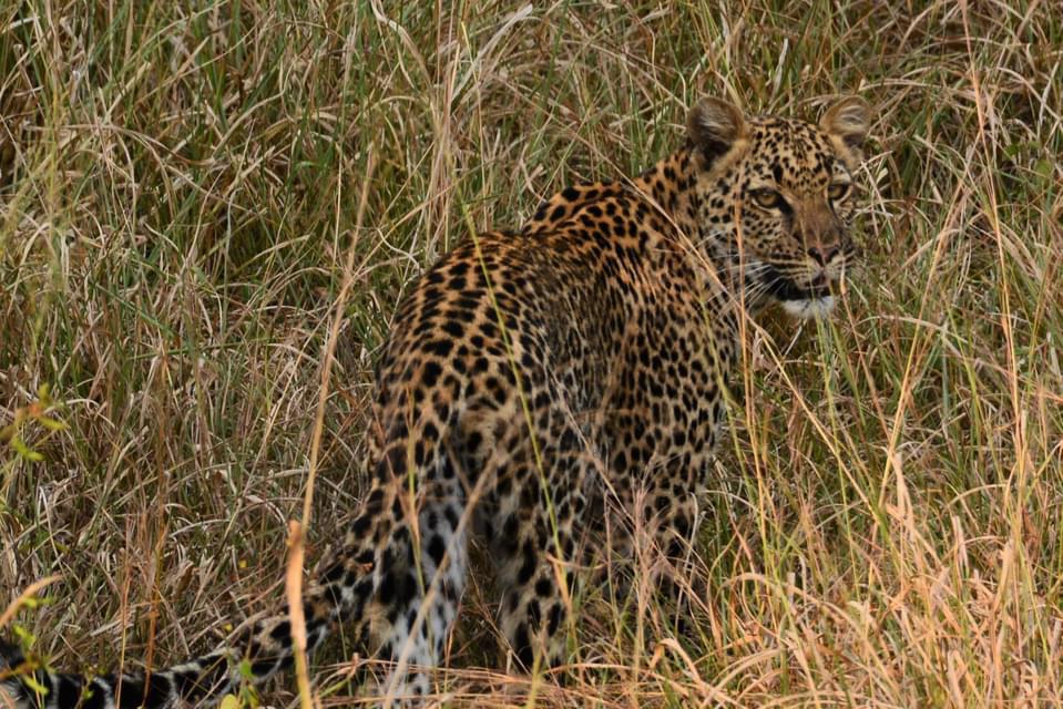 Leopards In Akagera National Park Rwanda, Tracking Leopards In Rwanda